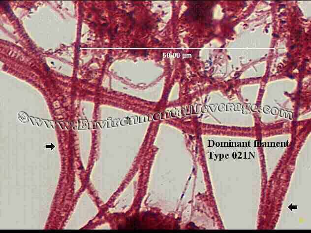 Filamentous Identification